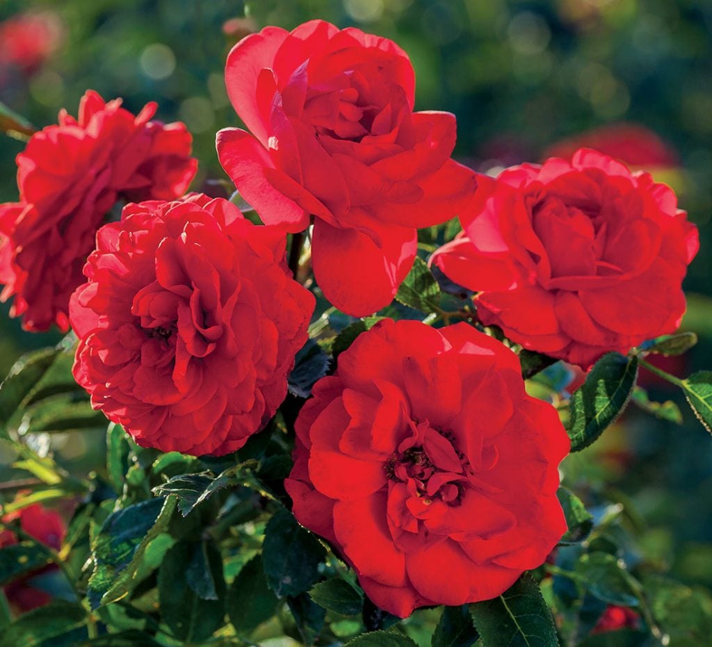 Floribunda Roses Archives - Riem's Family Nursery
