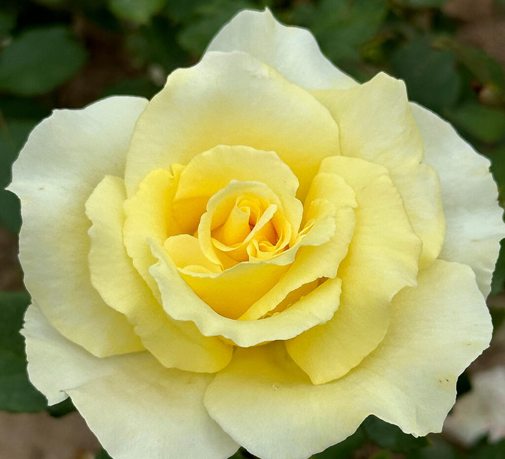 Hybrid Tea Archives - Riem's Family Nursery