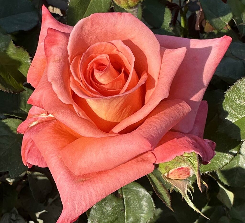 Hybrid Tea Archives - Riem's Family Nursery